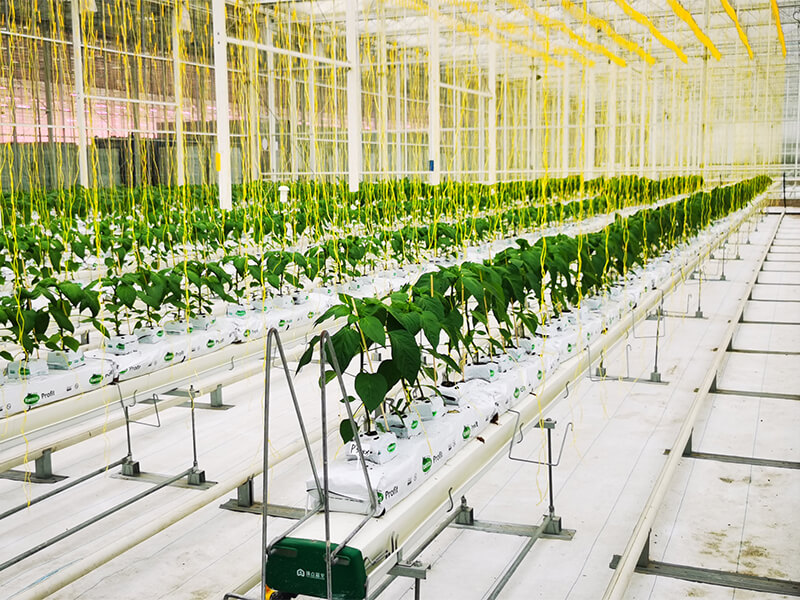 Rolling Benches - TOP Greenhouse